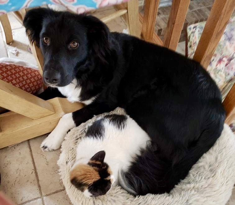 Home - Let Love Live