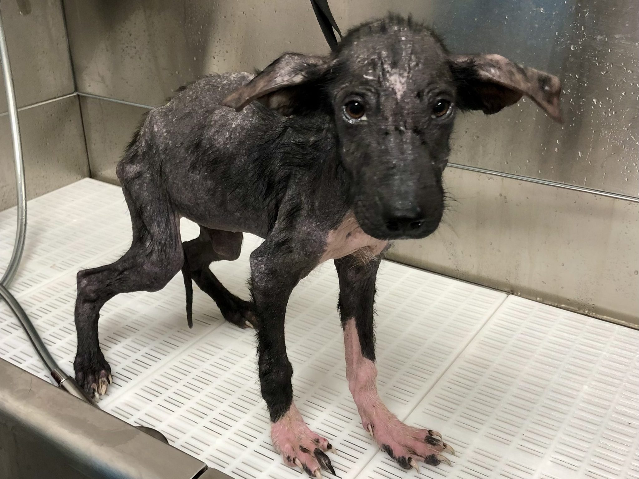 Home - Let Love Live